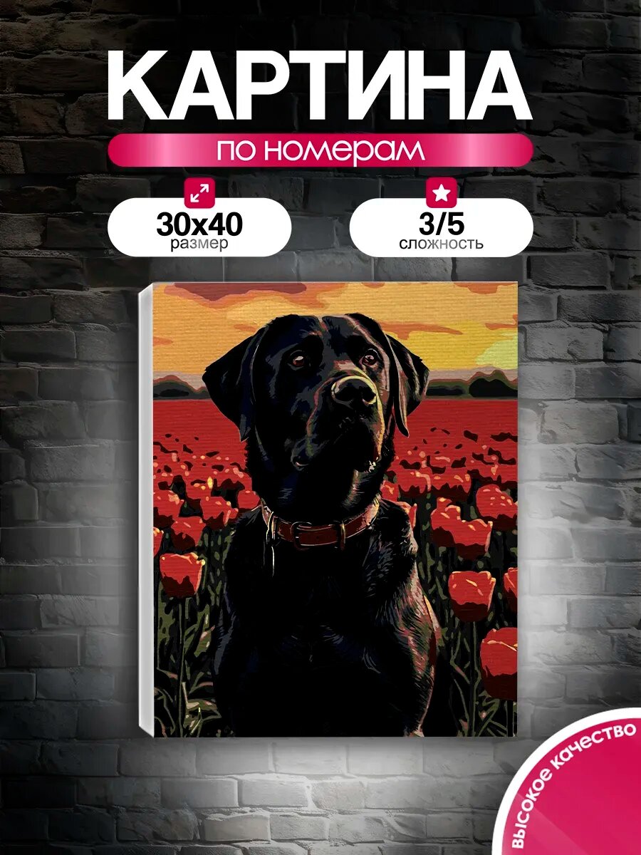 Картина по номерам 30x40 Черный лабрадор