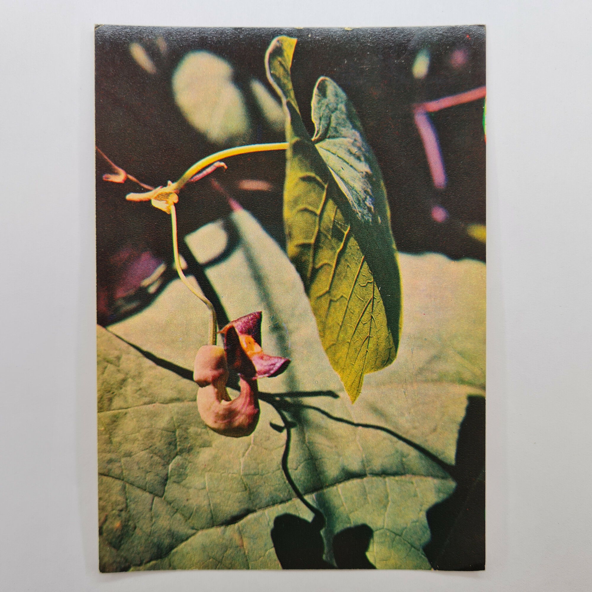 Открытка советская СССР. Растения из Красной книги, кирказон маньчжурский, ботаника, винтаж