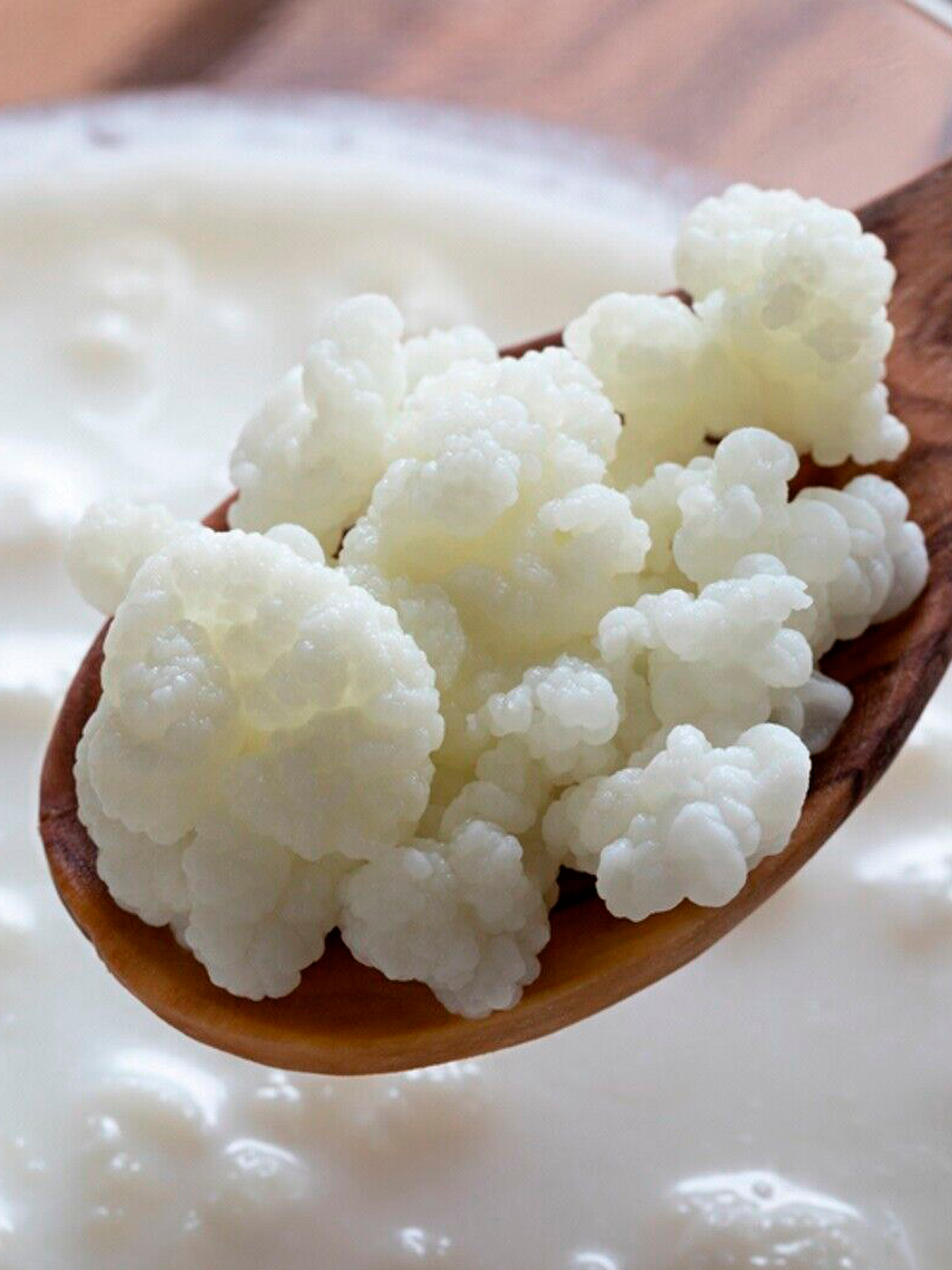 Молочный гриб "TALIA" живая многоразовая закваска для домашнего кефира с пробиотиками