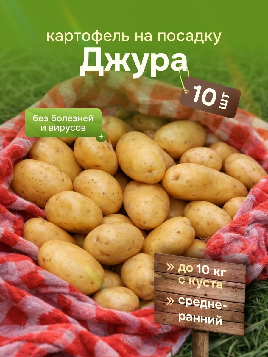 Семенной картофель на посадку Джура 10 шт (среднеранний)