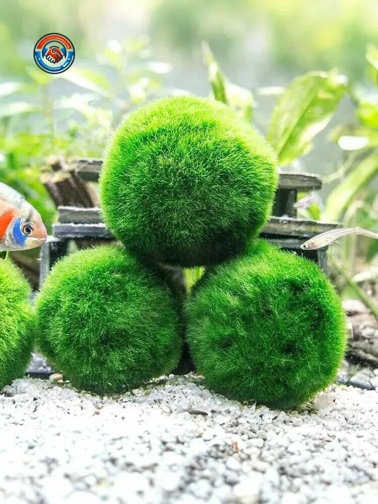 Живые шарики маримо для аквариума и террариума, 3 шт, натуральные водоросли-талисман удачи, очищают воду и насыщают кислородом, подарок и декор интерьера