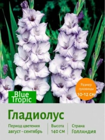Гладиолус Блю Тропик (Blue Tropic) луковицы 5 шт. Сотка