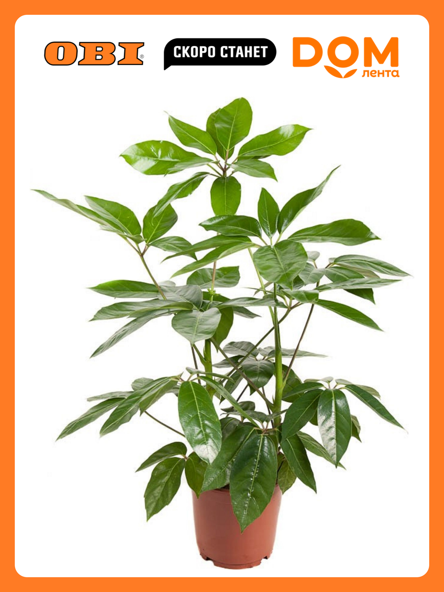 Растение Шеффлера амате 2 ст. D24 H110 см