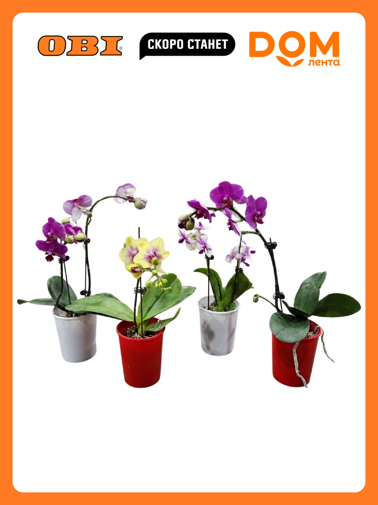 Орхидея Фаленопсис FLORA GROUP, 2 стебля, высота 30 см, диаметр горшка 9 см