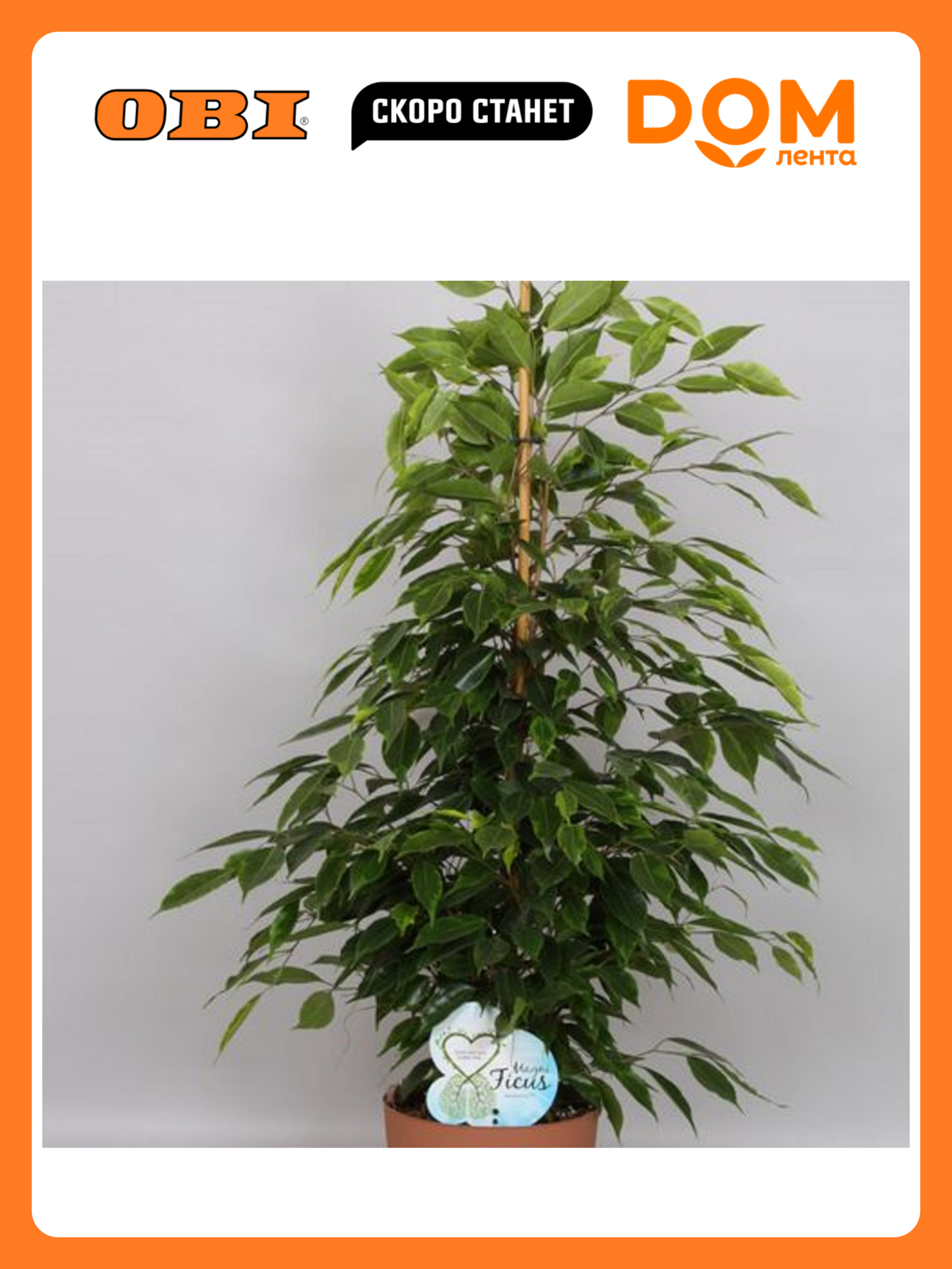 Фикус Бенджамина, декоративно-лиственный, высота 60см, диаметр горшка 17см