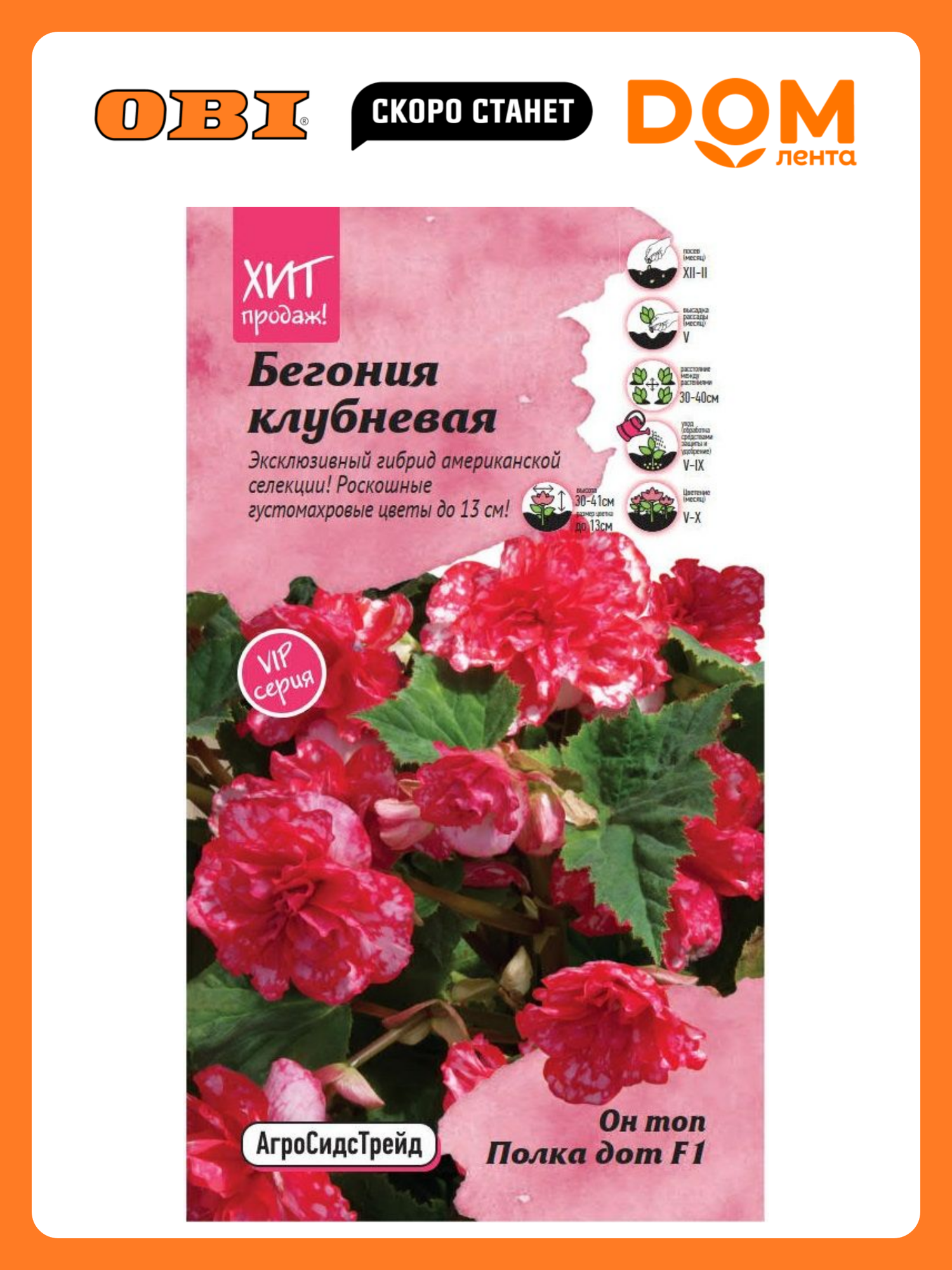 Бегония клубневая ОН ТОП Полка дот 6 шт АСТ