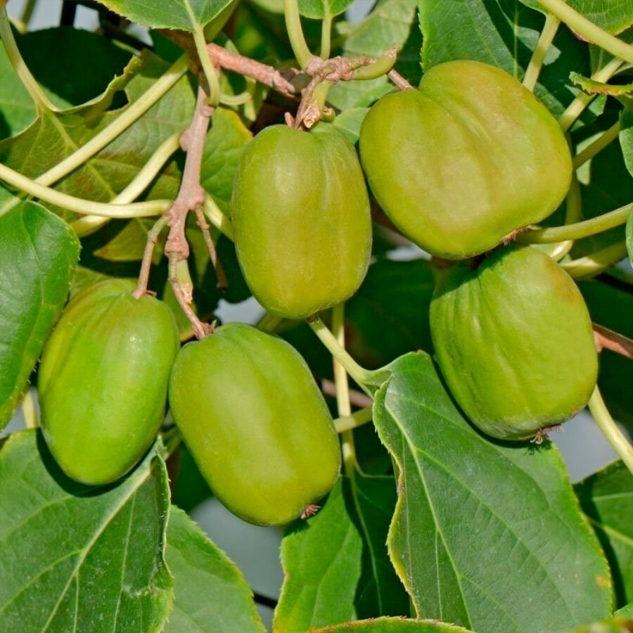 Актинидия аргута Чан Бай Джайент (1 саженец в горшке Р9), Нидерланды