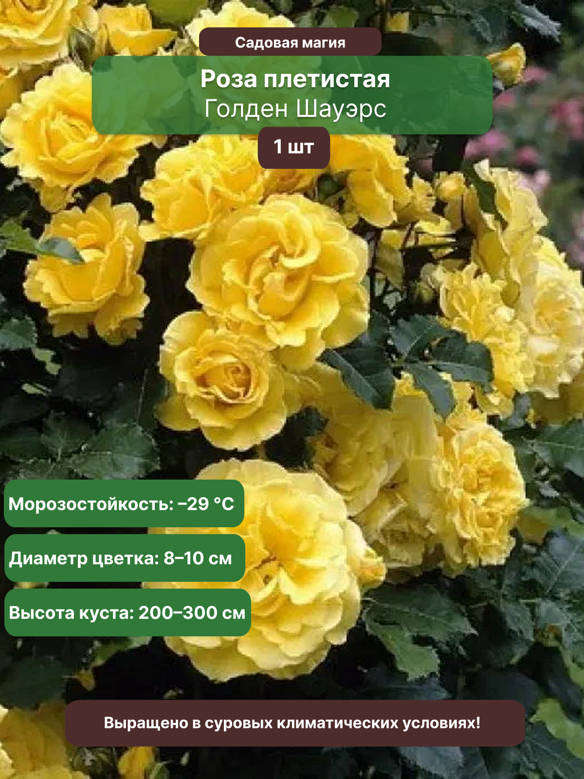 Роза плетистая Голден Шауэрс , 1 саженец , многолетняя , желтая