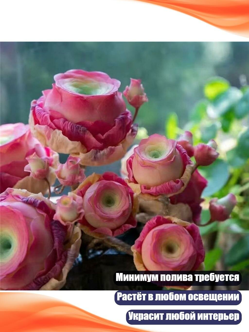 Горная роза — суккулентный саженец, 500 Розовая Роза Роза