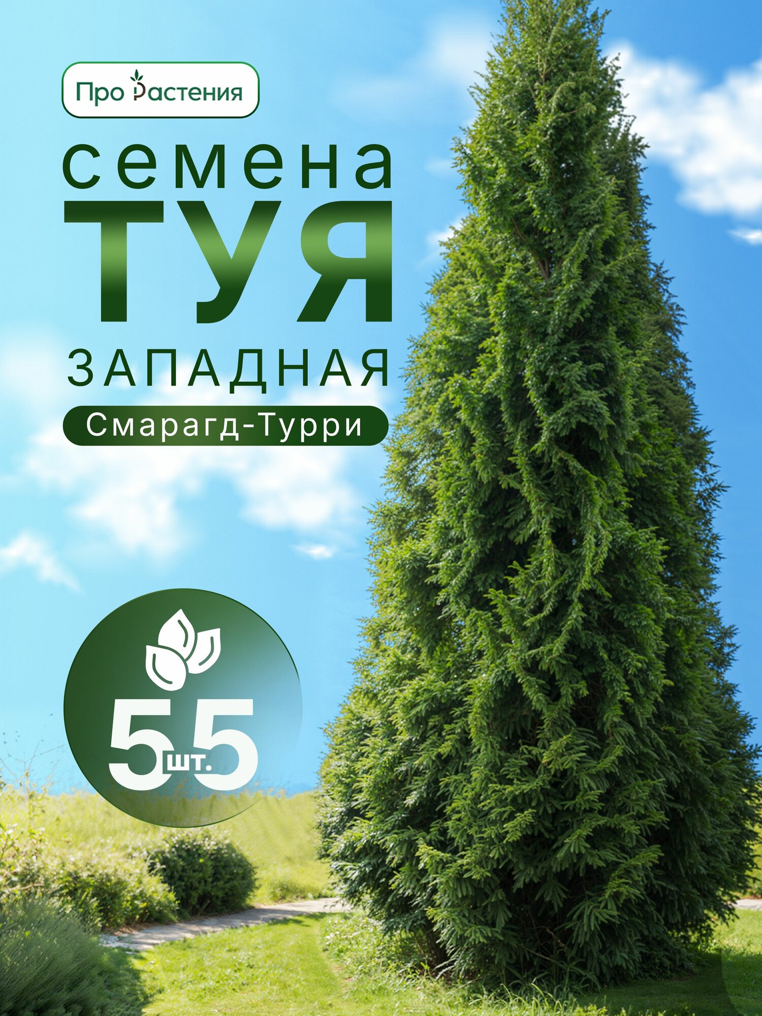 Семена Туя Западная Смарагд-Турри семена 55 шт. Про Растения