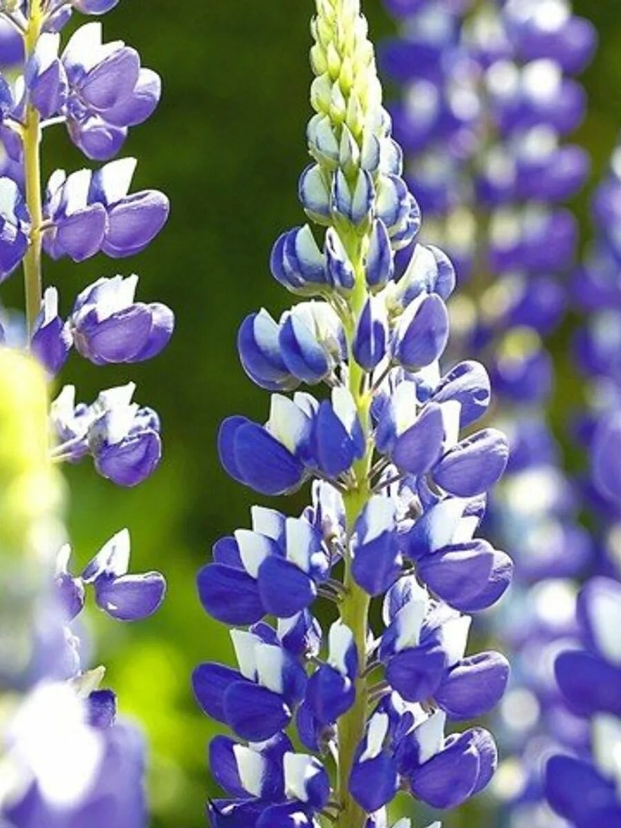 Люпин Говернор