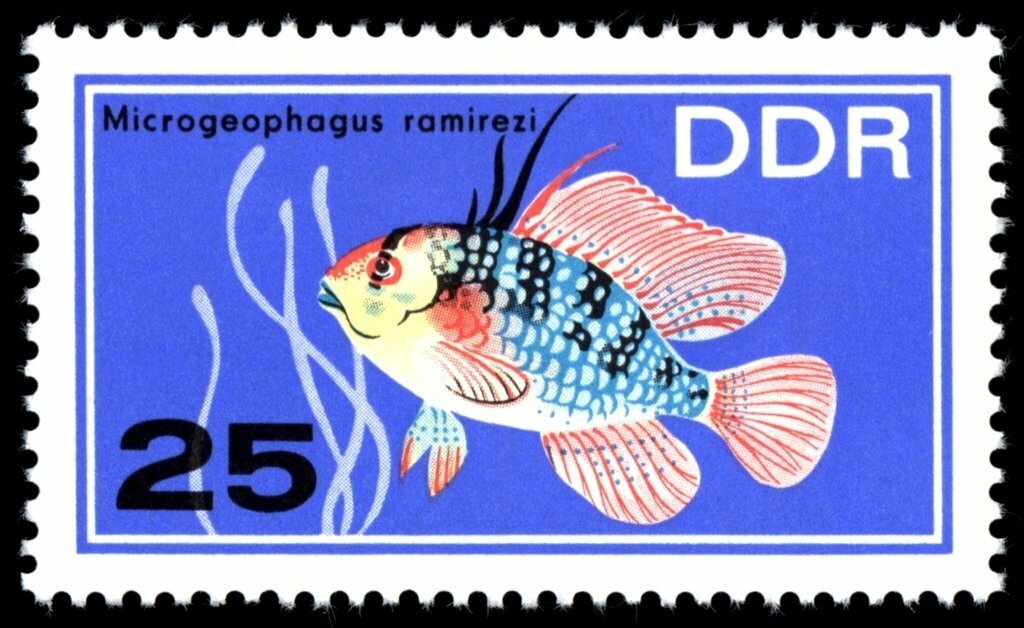 (1966-076) Марка Германия (ГДР) "Апистограмма Рамиреса" Аквариумные рыбки III гашеная