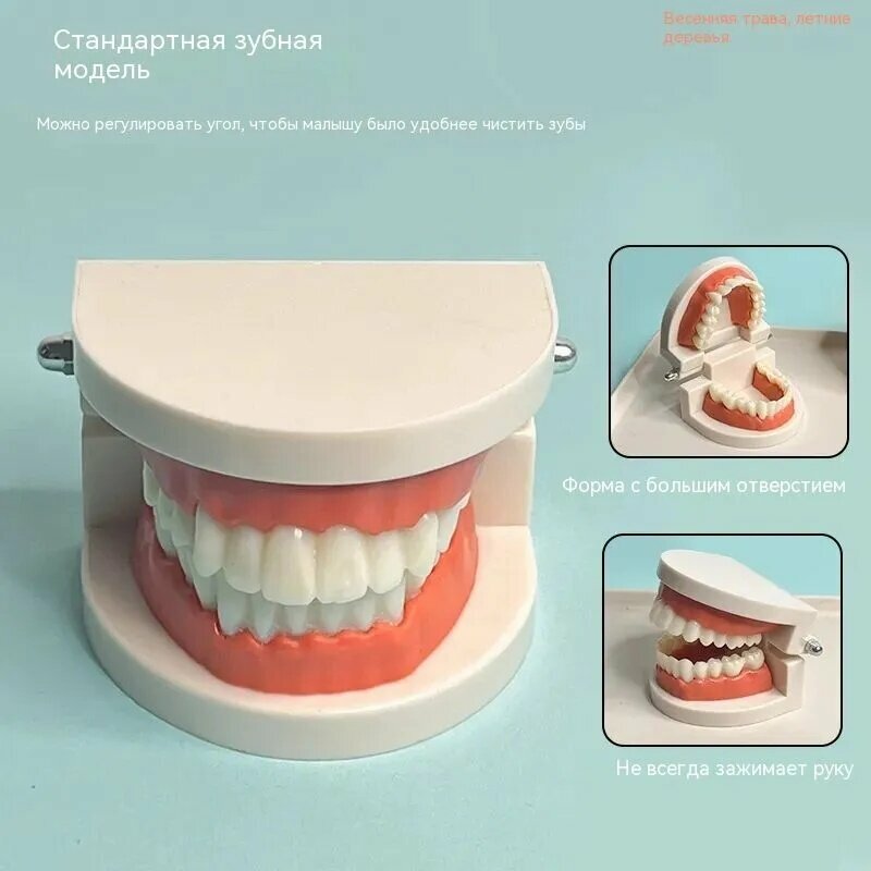 Стоматологическая модель челюсти человека Corpo dente, 32 зуба