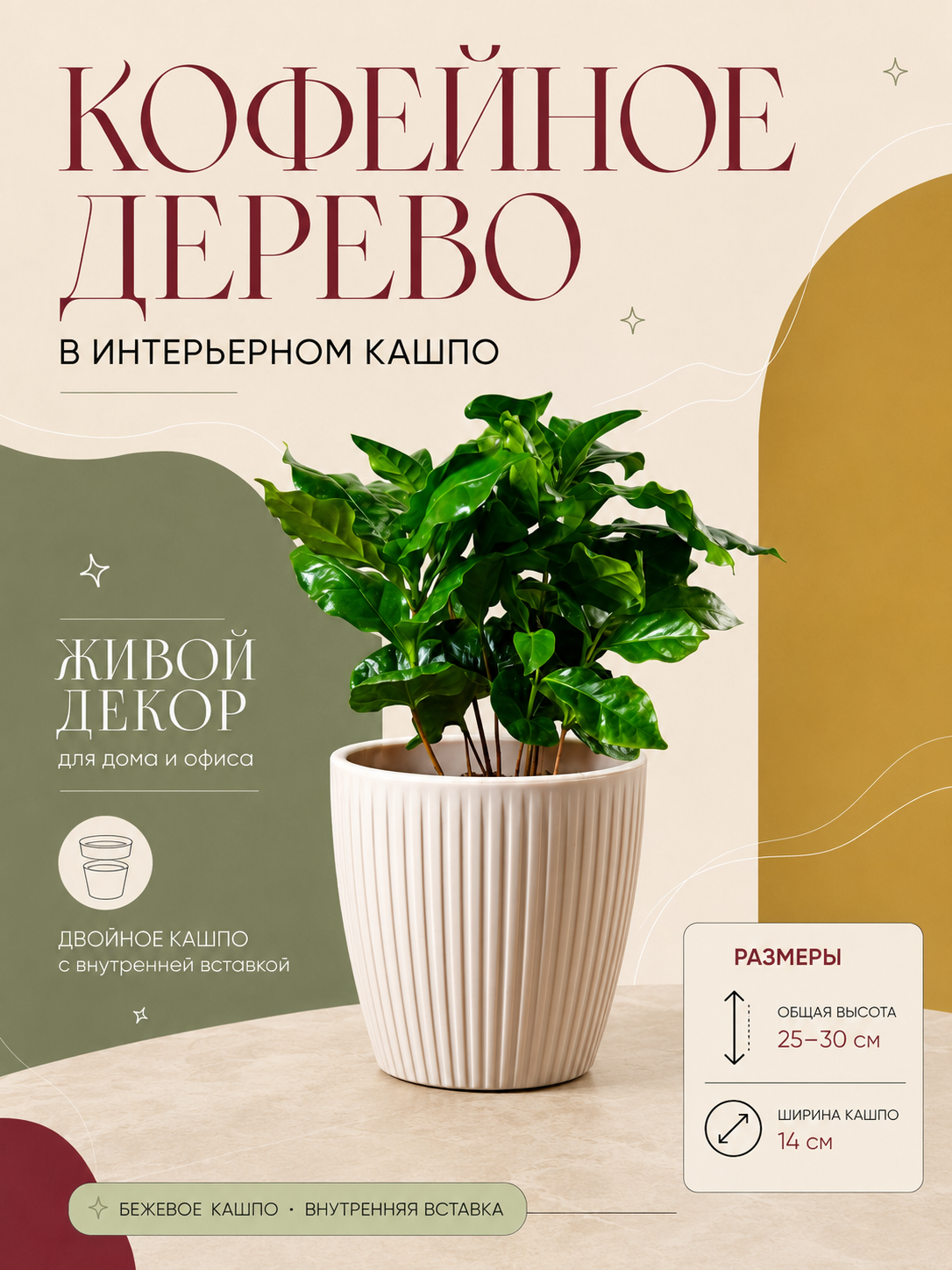 Кофейное дерево домашнее в стильном кашпо