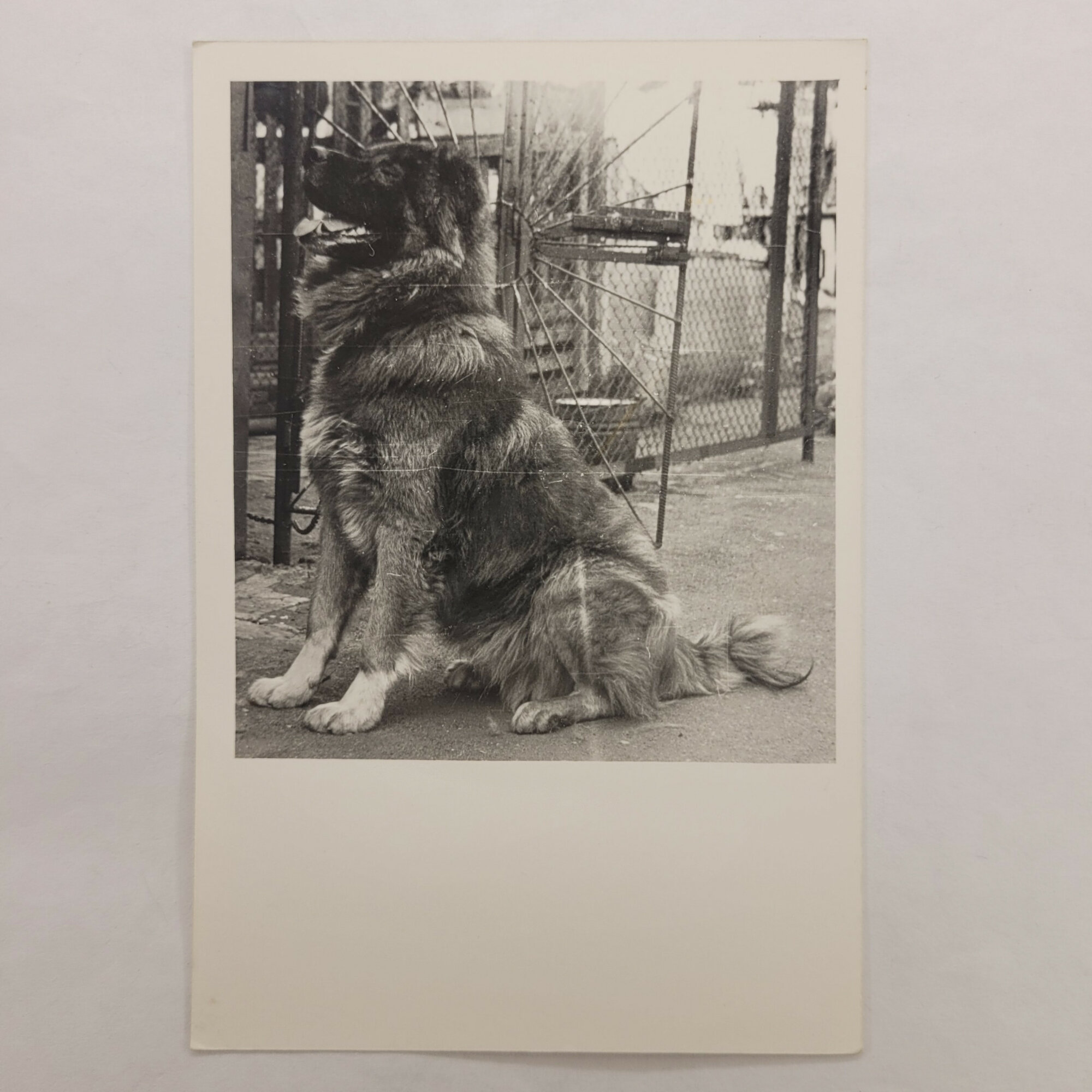 Открытка советская СССР. Служебная собака у ограды, черно белая фотография, животные. винтаж