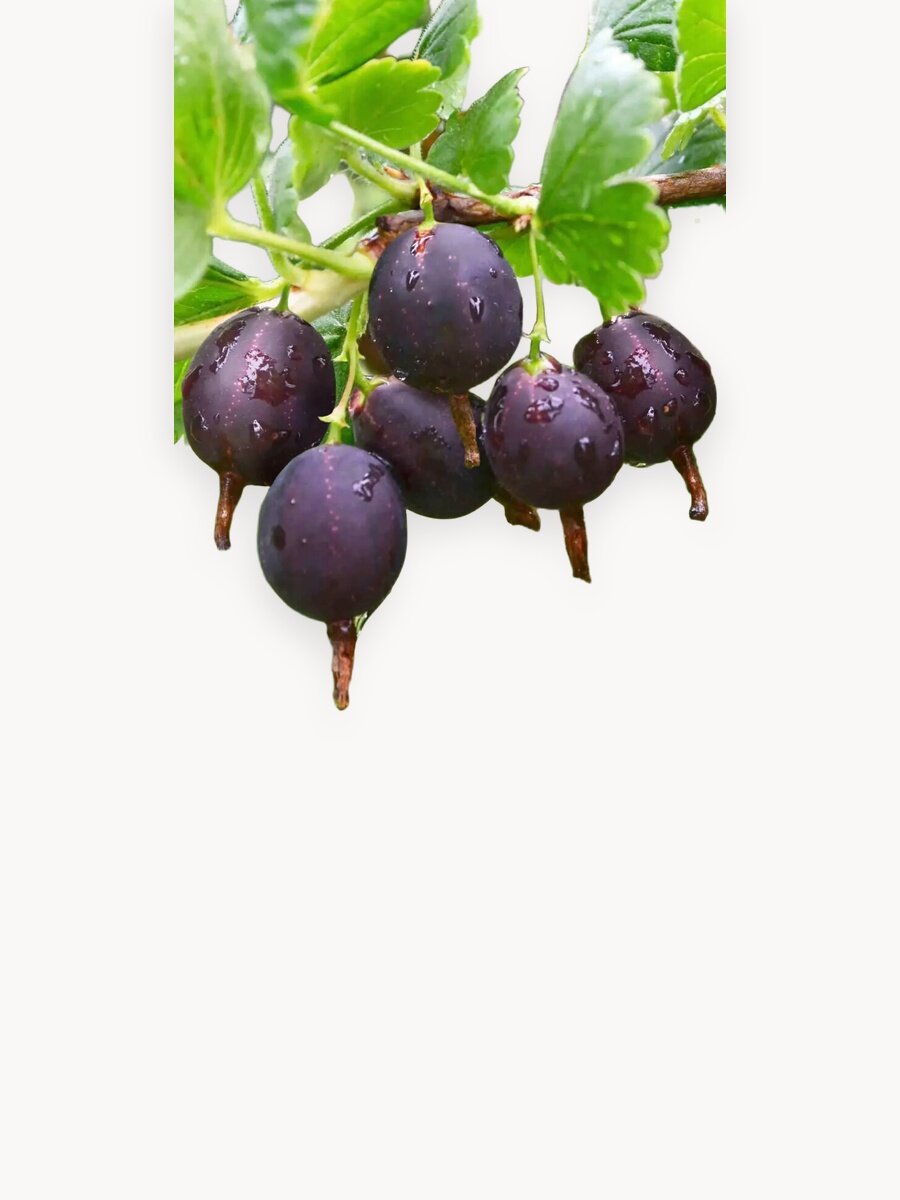 Крыжовник Африканец слабошиповатый 1 шт / морозостойкий сорт