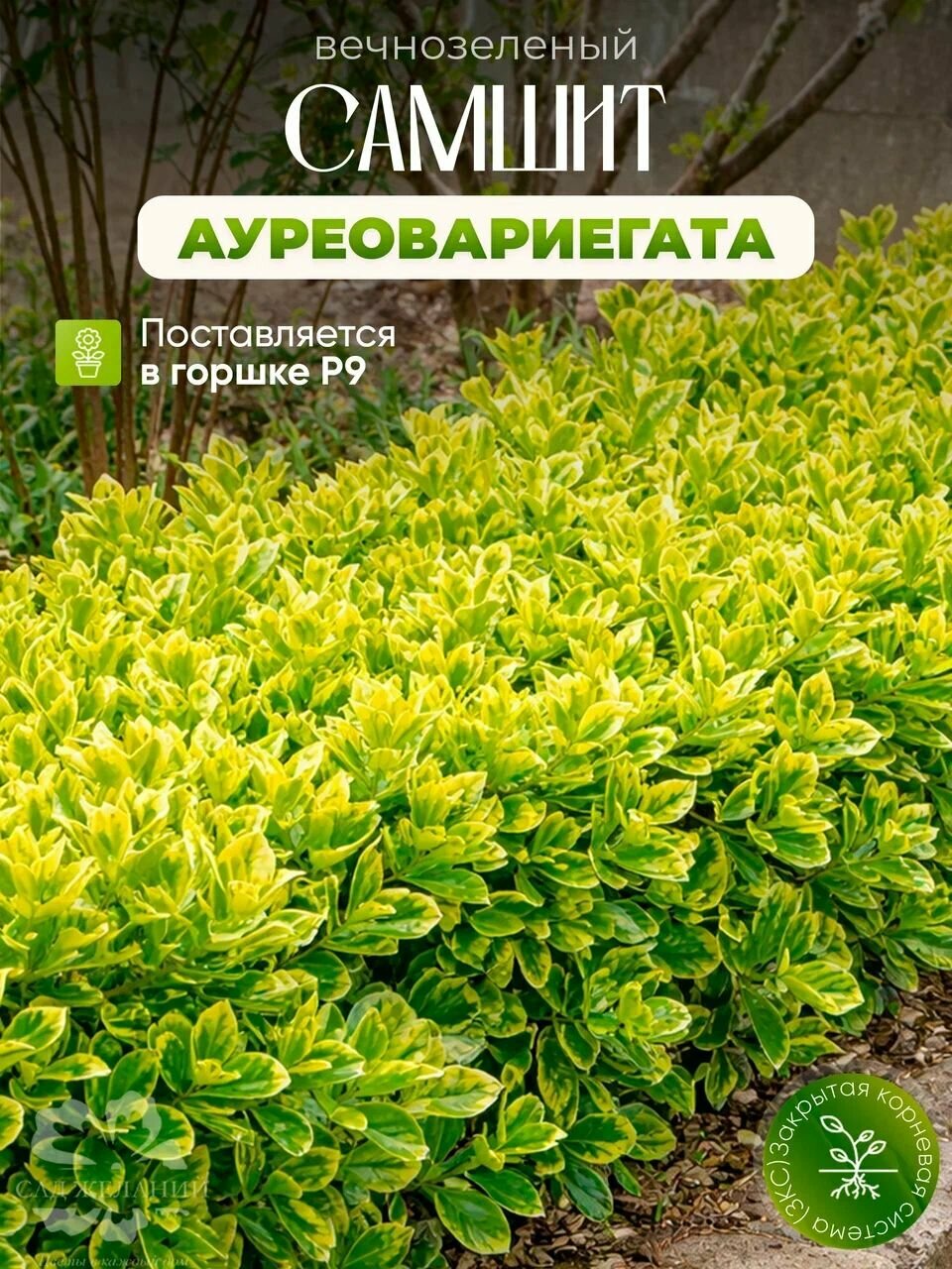 Самшит вариегата ауреа в горшке Р9