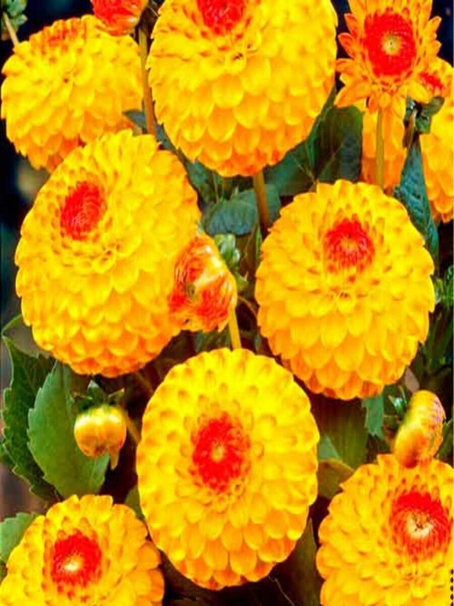 Георгина Holland Bulb Market "Санни Бой", многолетняя, желтая, 1 шт