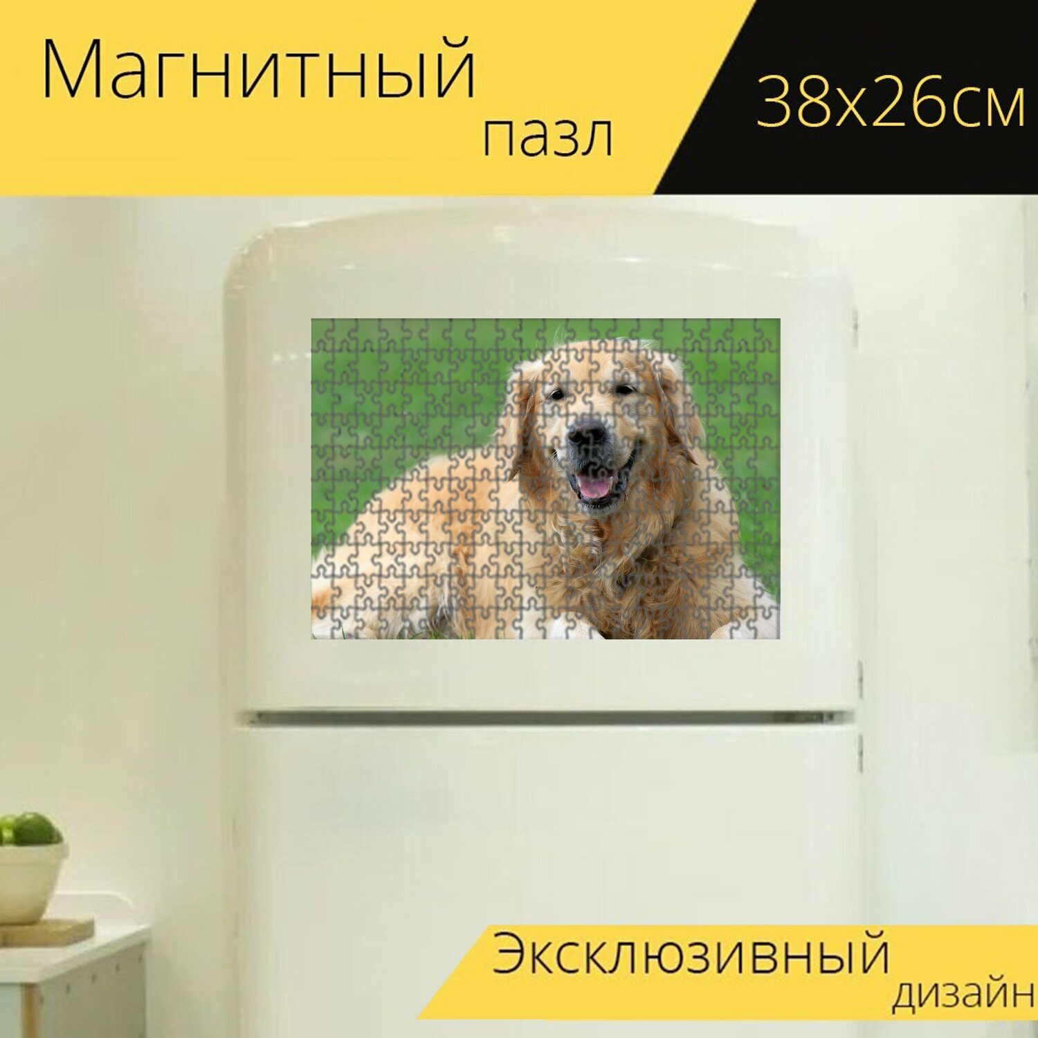 Магнитный пазл "Золотистый ретривер, ретривер, золотой" для интерьера, 38х26 см.