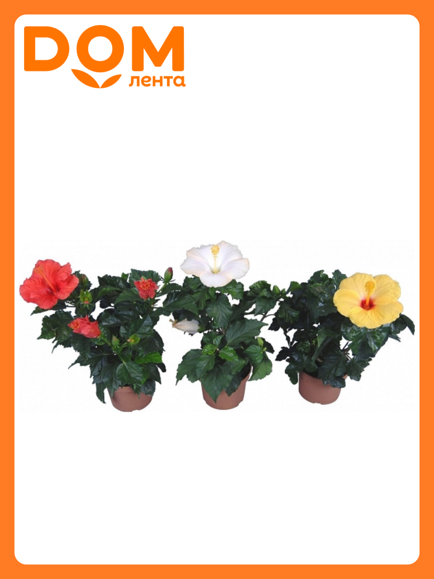 Растение FLORA GROUP Гибискус Микс, декоративно-цветущее, ароматное, высокое качество