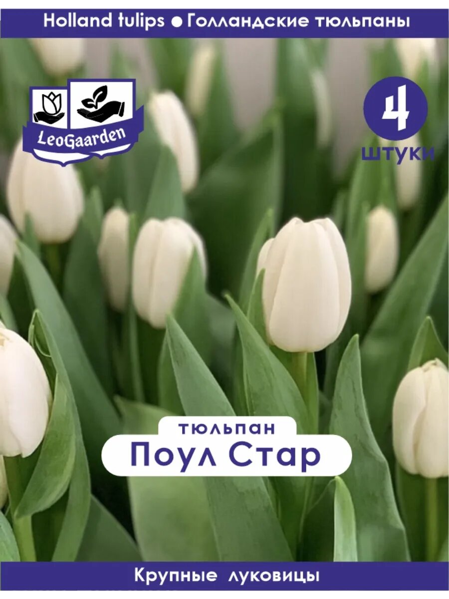 Тюльпан Луковица, Поул Стар, 4 шт