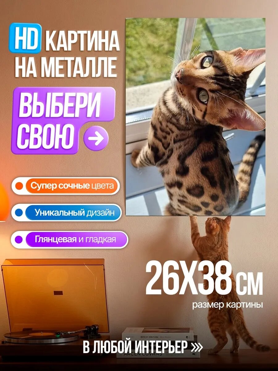 Картина на HD металле Бенгальский котенок