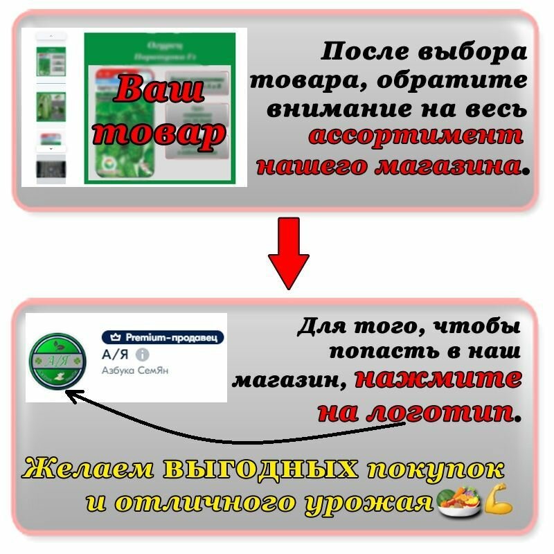 Астильба розовая — фото 1