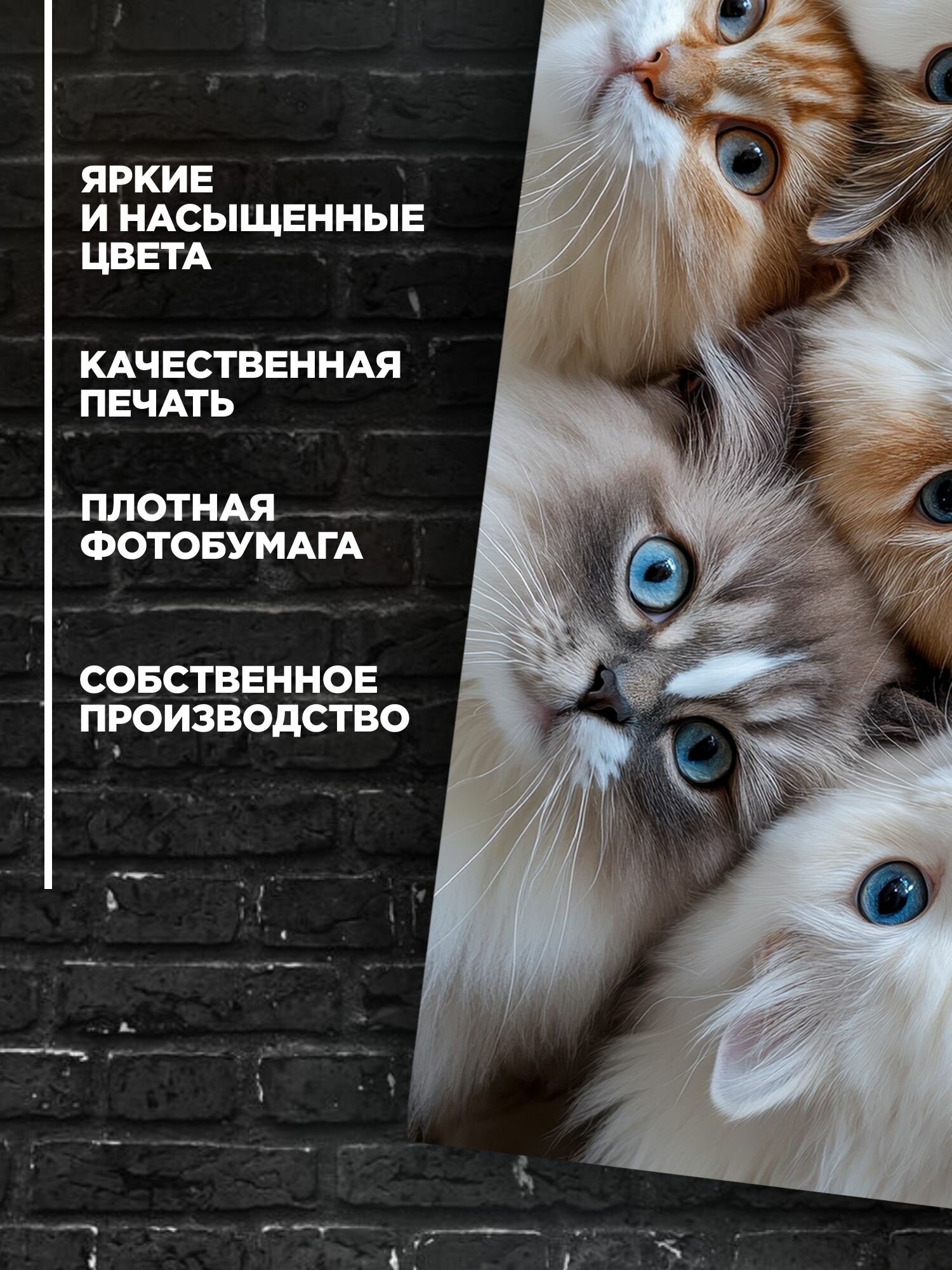 Постер Котики, Эстетика — фото 1