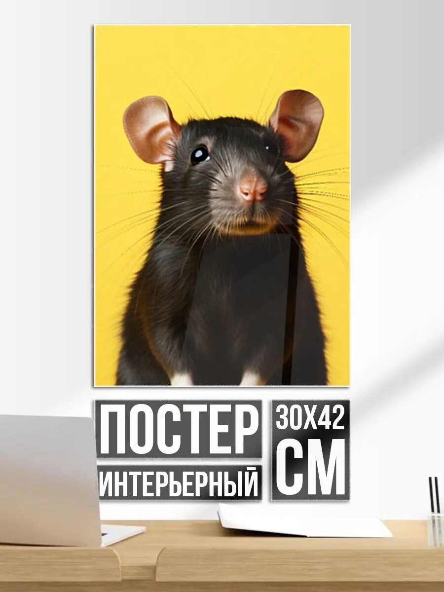 Постер на стену Крыса черная