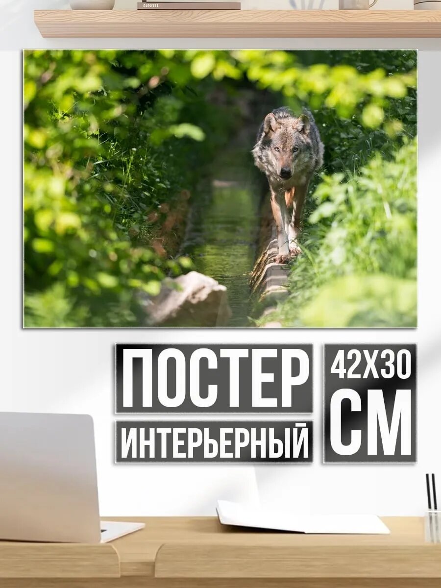 Плакат постер волк в лесу