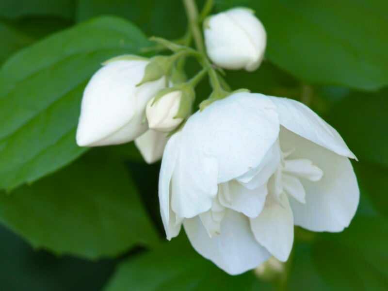 Чубушник гибридный Букет Бланк (Bouquet Blanc) - 100-120, Контейнер: С10