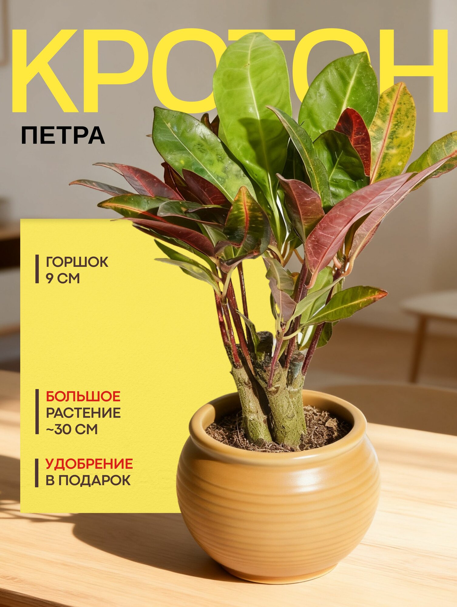 Кротон Петра живое комнатное растение