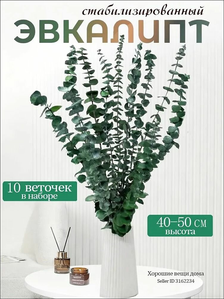 Сухоцветы Эвкалипт, 50 см, 8 шт