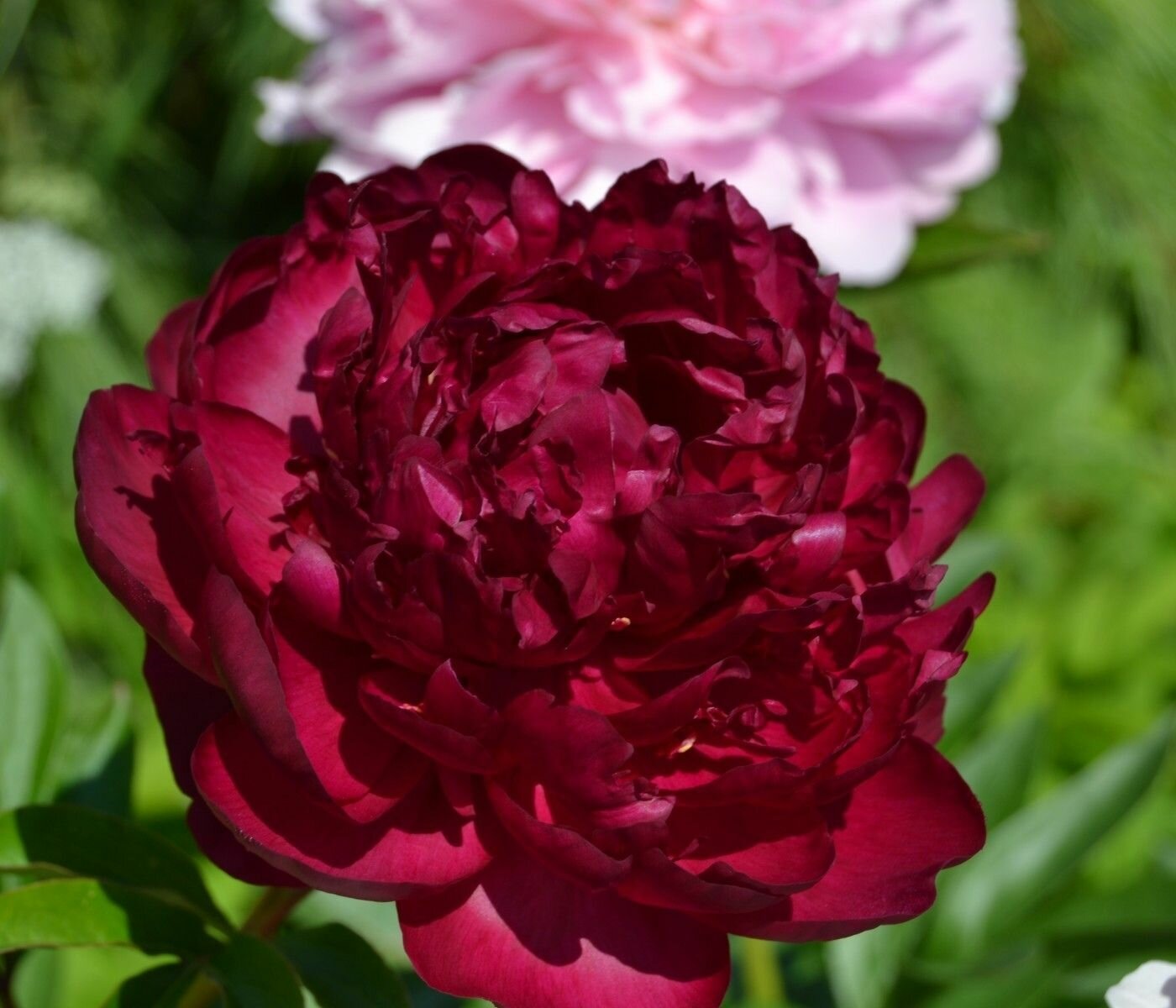 Пион Сахалин (Paeonia Sahalin) — фото 1