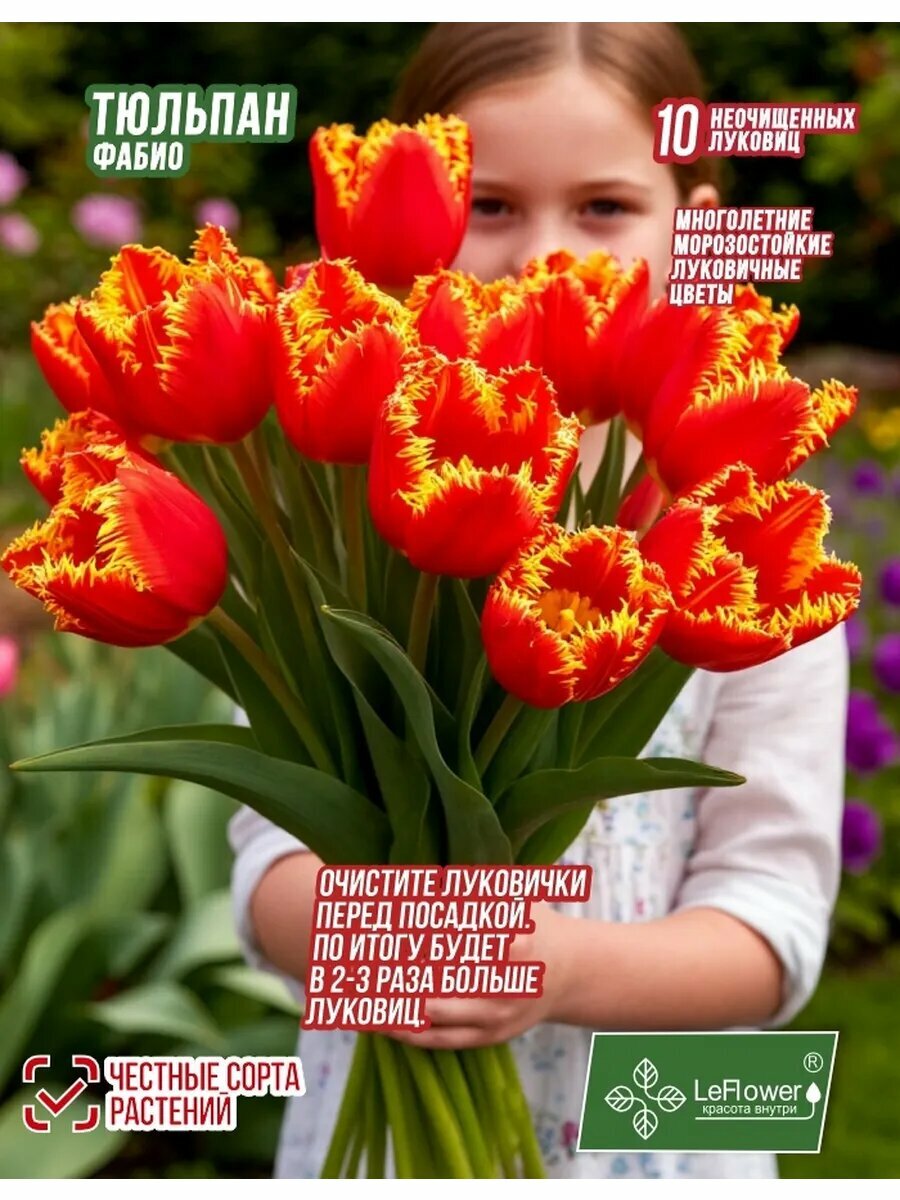 Тюльпан Луковица, Фабио, 10шт
