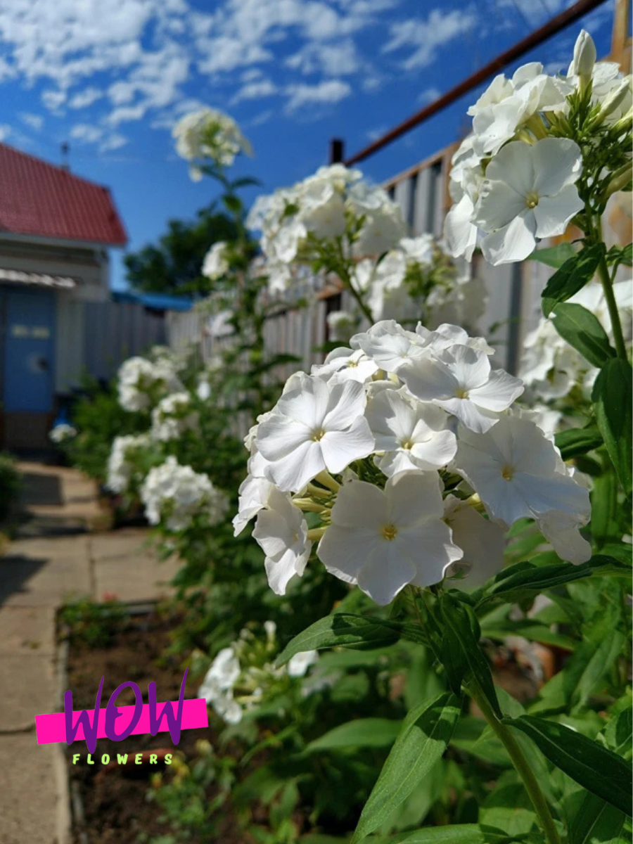 Клубни цветов , WOW FLOWERS , Флокс Белый Адмирал ( 1 штука )метельчатый белый