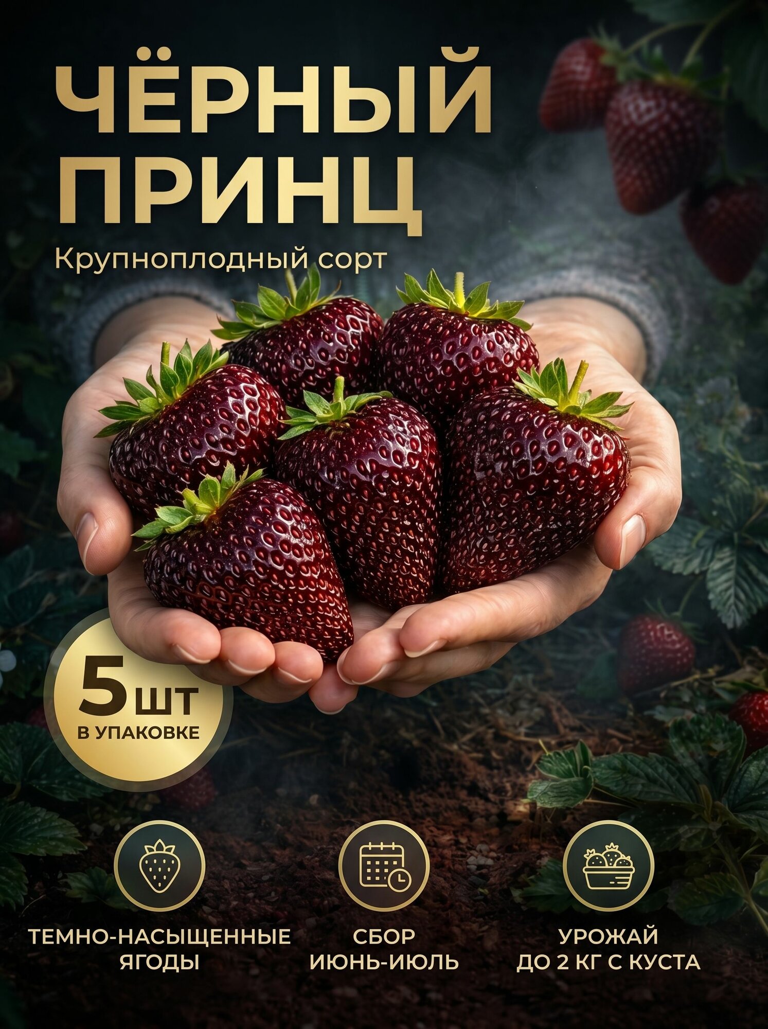 Саженцы клубники Черный принц 5-шт упаковке