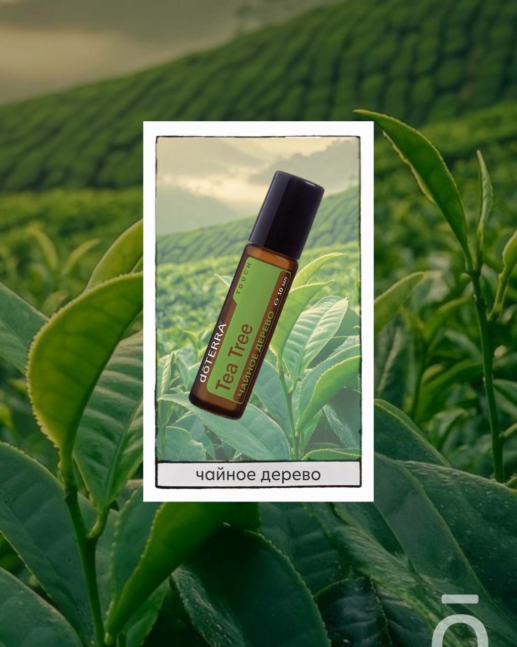Ролик Doterra Чайное дерево Touch 10 мл с роликом, не требует разведения