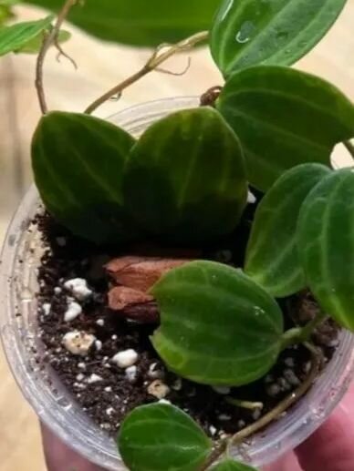 Дисхидия Овата арбузик 12-15 см — фото 1