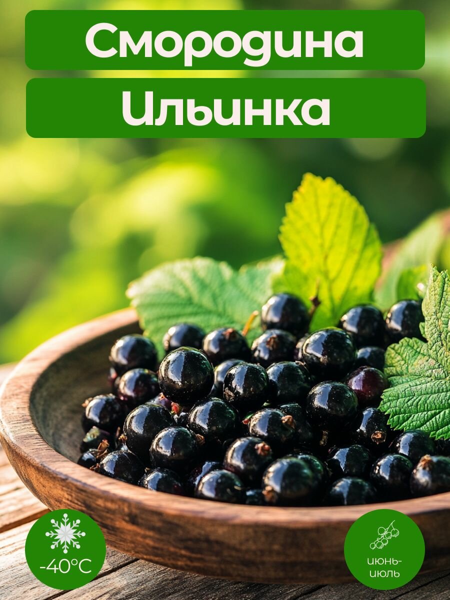 Черная смородина Ильинка