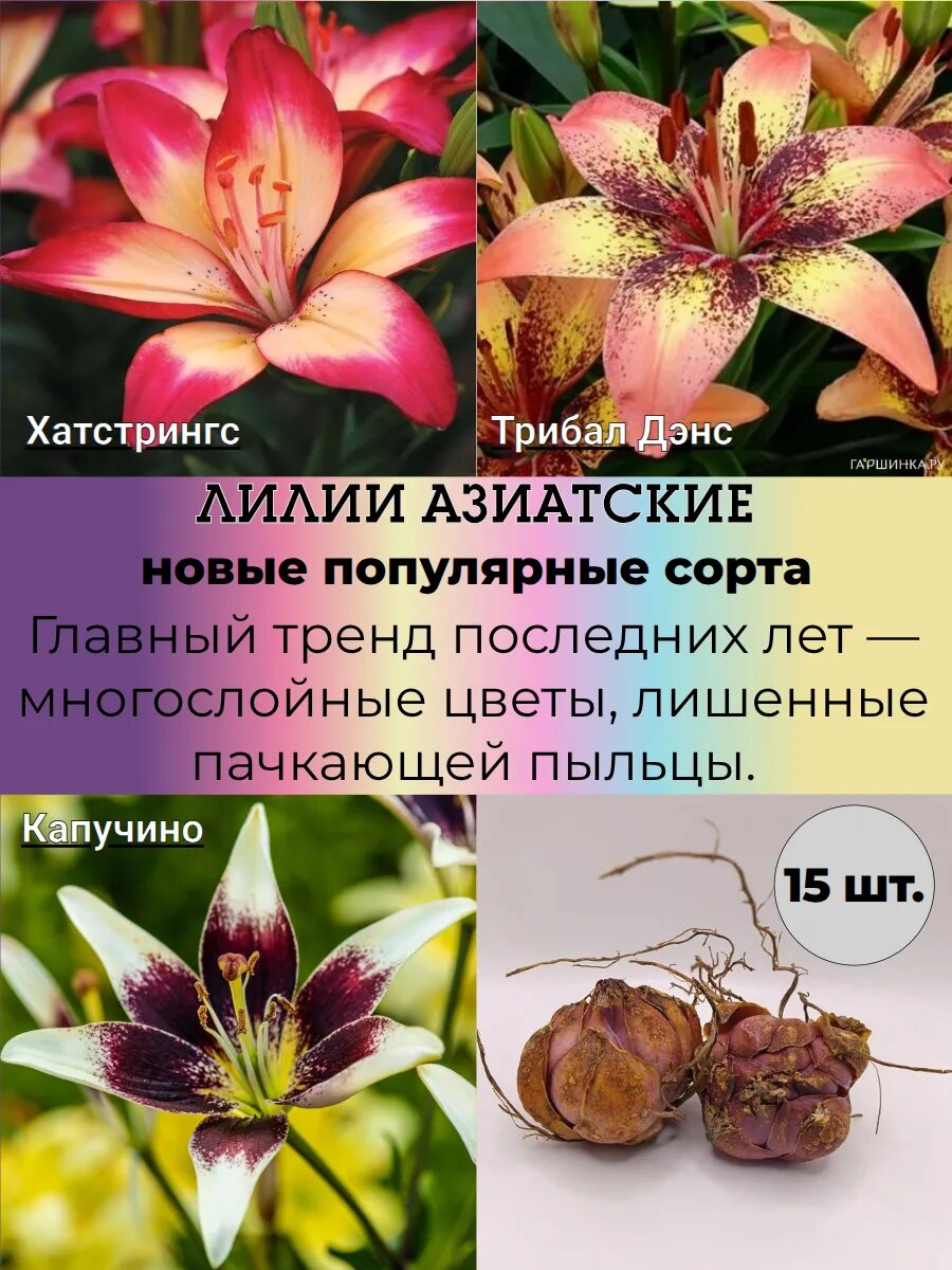Лилии азиатские, новые популярные сорта, сет из 15 луковиц