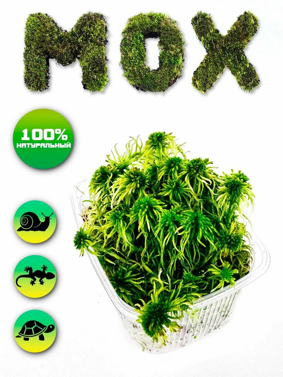 Мох сфагнум