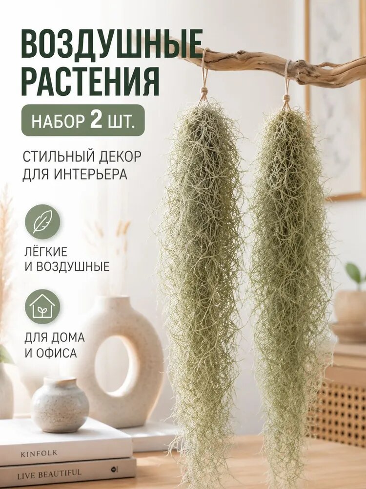 Тилландсия воздушное растение для дома декор интерьера неприхотливое очищающее воздух