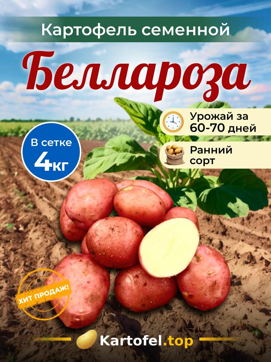 Картофель семенной клубни на посадку "Беллароза" элита (4 кг), саженцы