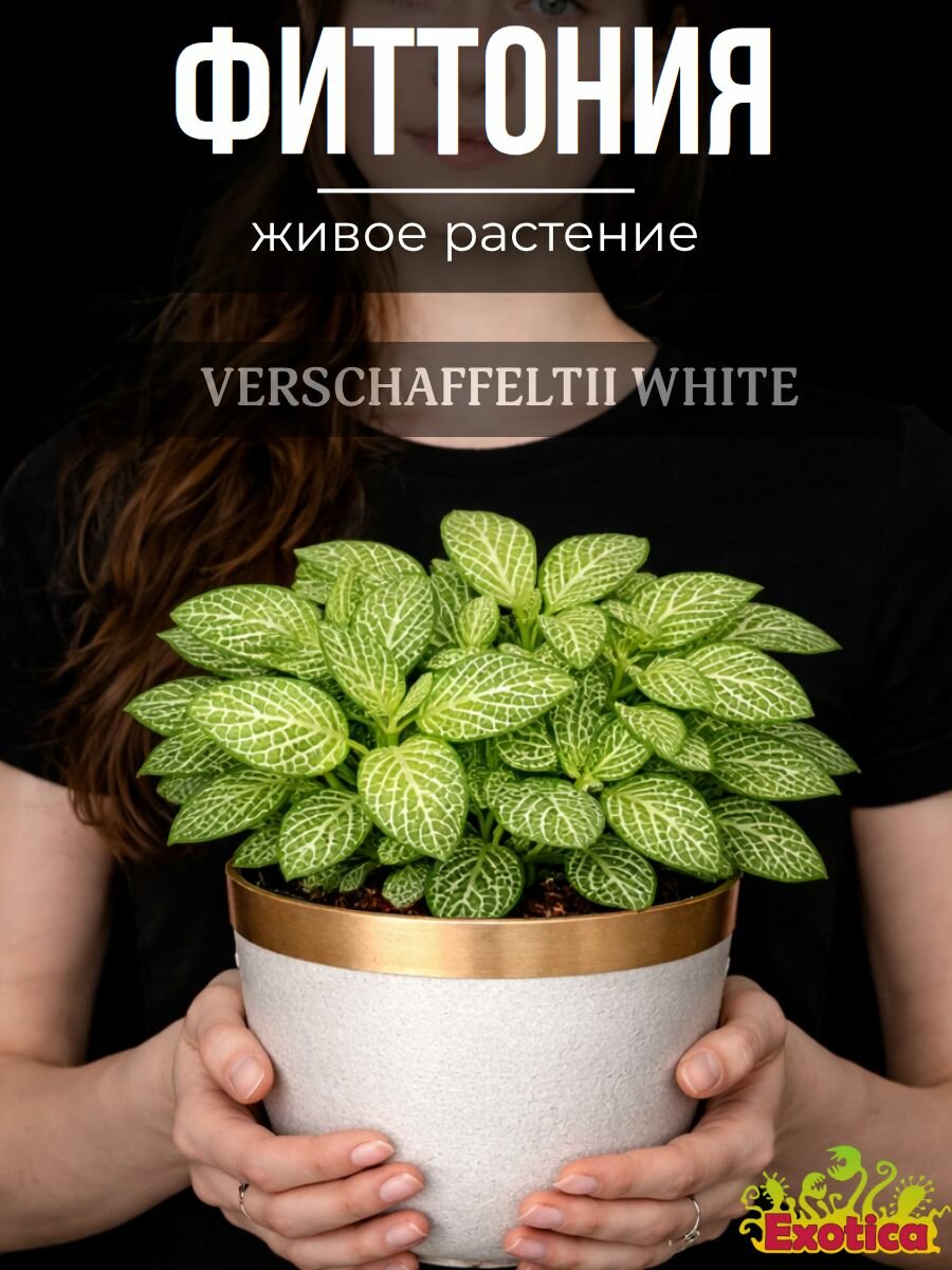 Фиттония Вершаффельта Вайт (Fittonia Verschaffeltii White) D5см, живое растение