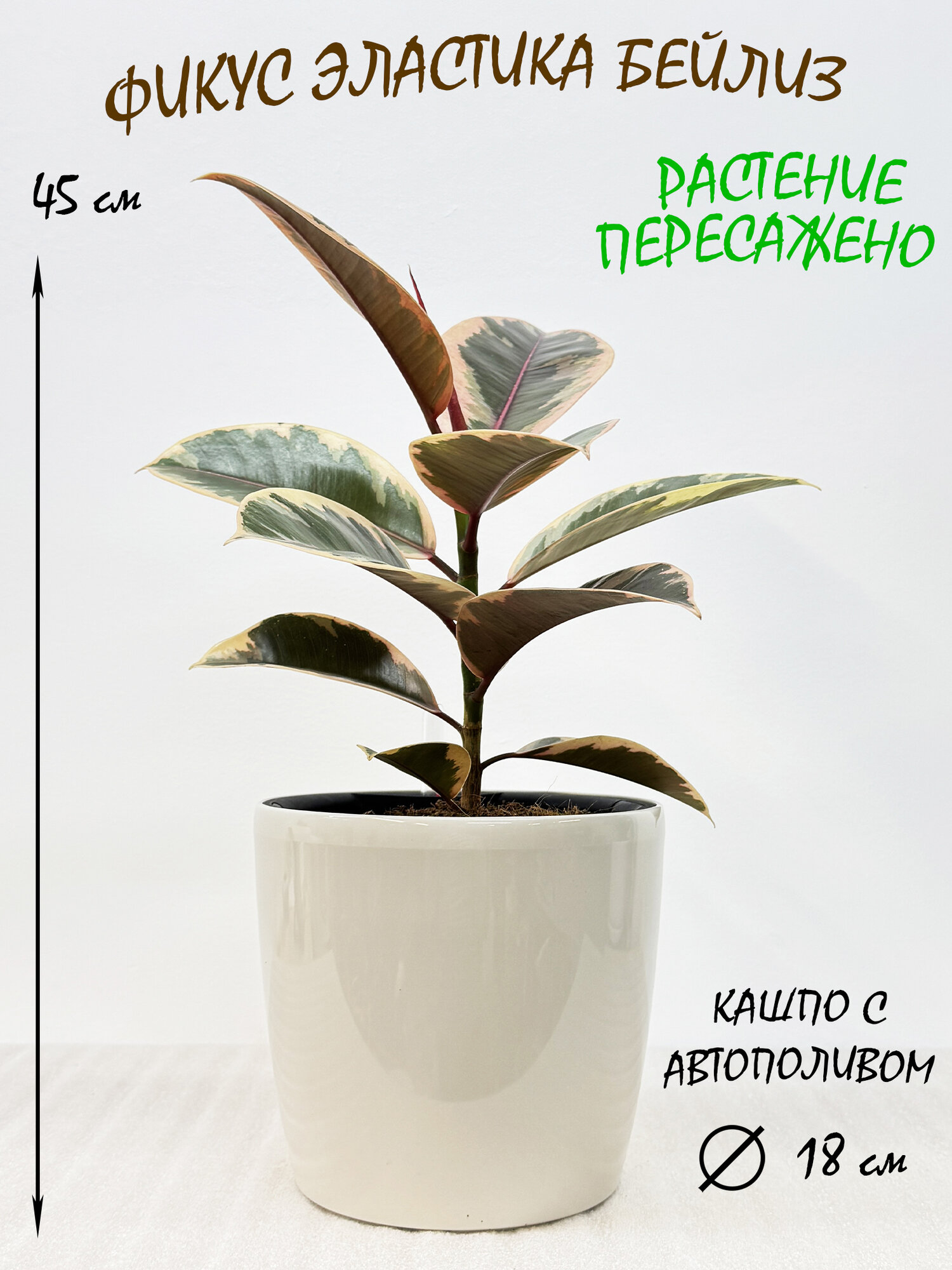 Фикус Эластика Бейлиз в кремовом кашпо с автополивом, высота 45-50см