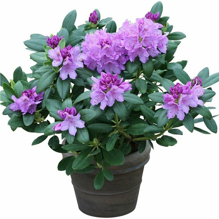 Азалия, Рододендрон Катевбинский, Rhododendron Сatawbiense, семена