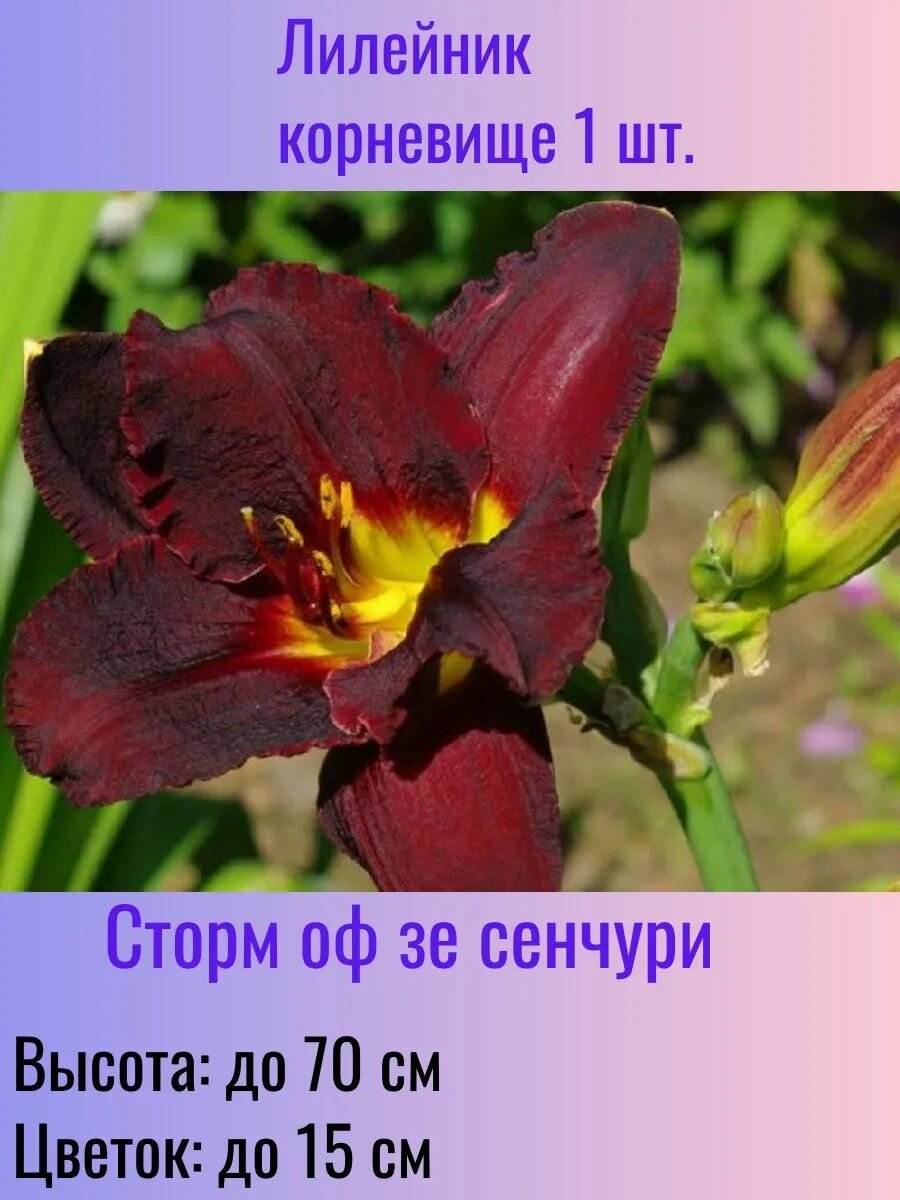Саженцы лилейника многолетние цветы 1 штука