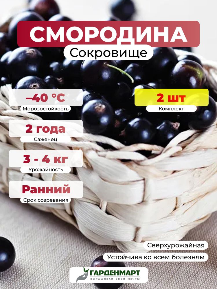 Саженец Смородина черная сверхурожайная Сокровище, комплект 2 шт.