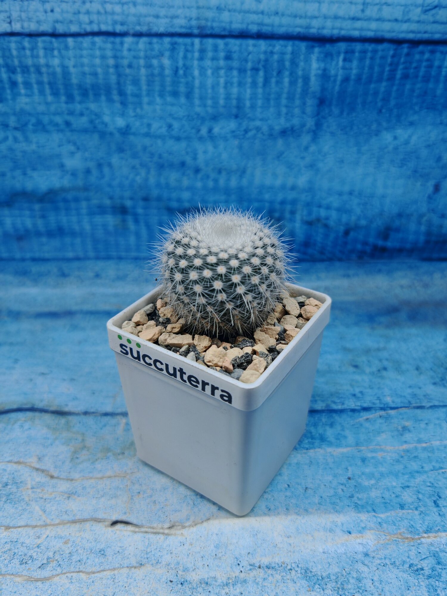 Кактус Notocactus Scopa (Нотокактус). Диаметр горшка 5 см. Субстрат Succuterra Classic и фирменный горшочек в комплекте.